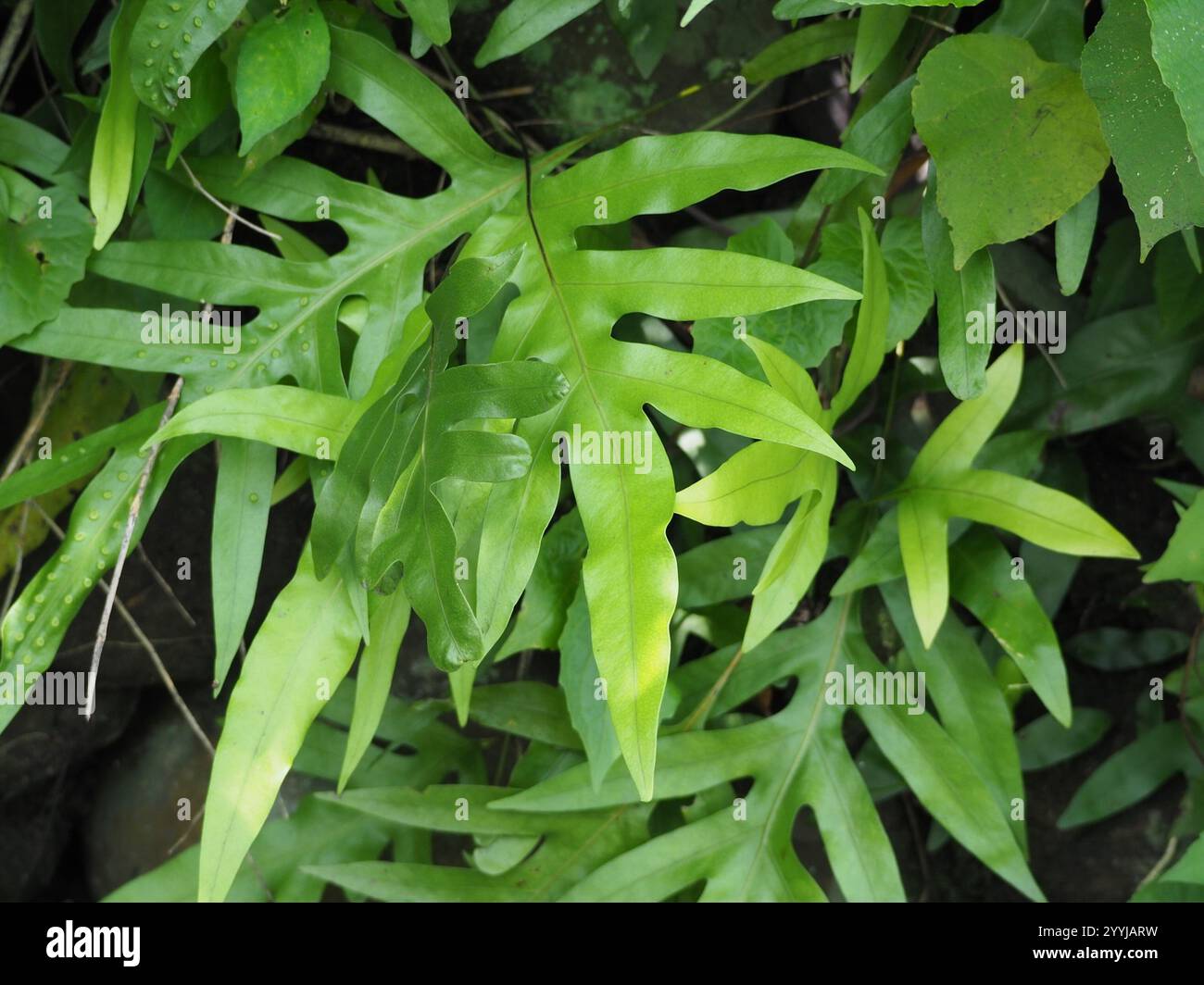 monarch fern (Microsorum scolopendria Stock Photo - Alamy