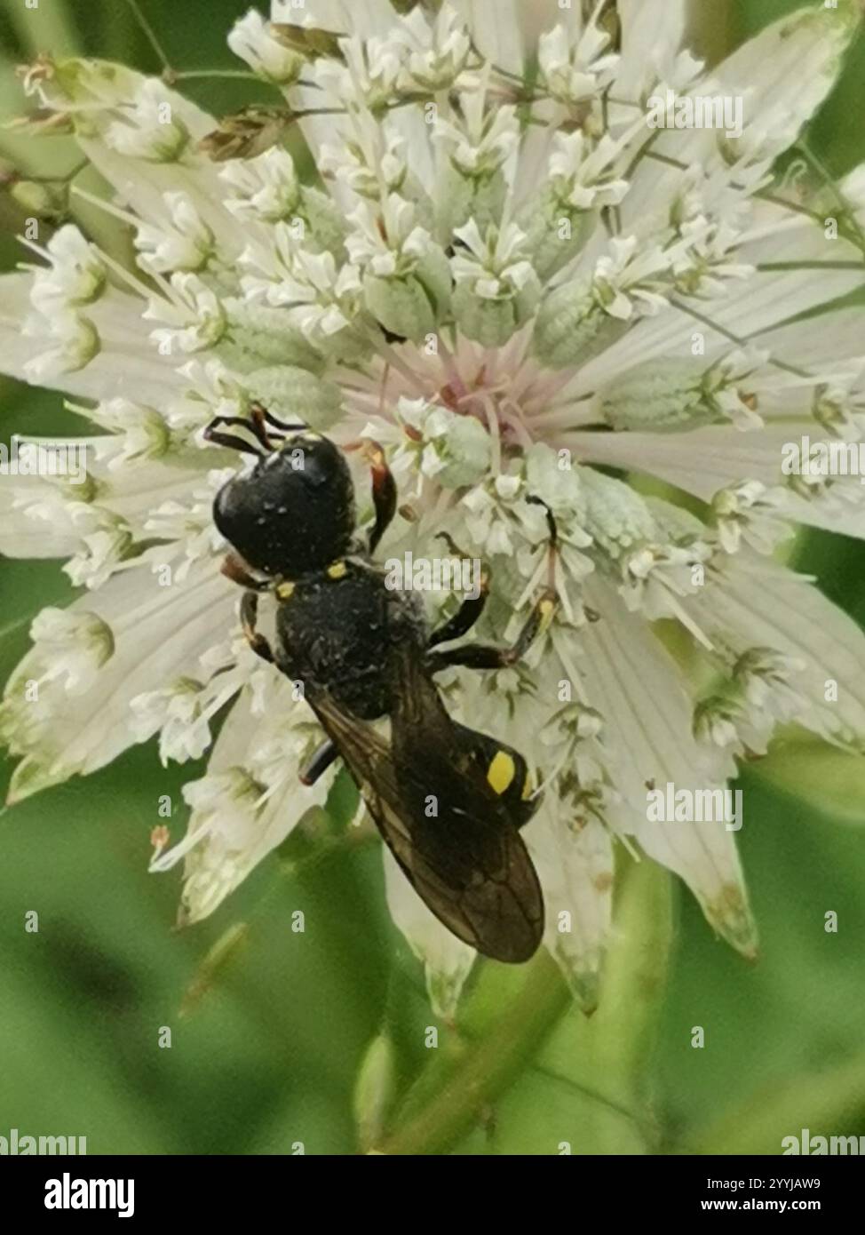 Common Ectemnius (Ectemnius continuus Stock Photo - Alamy