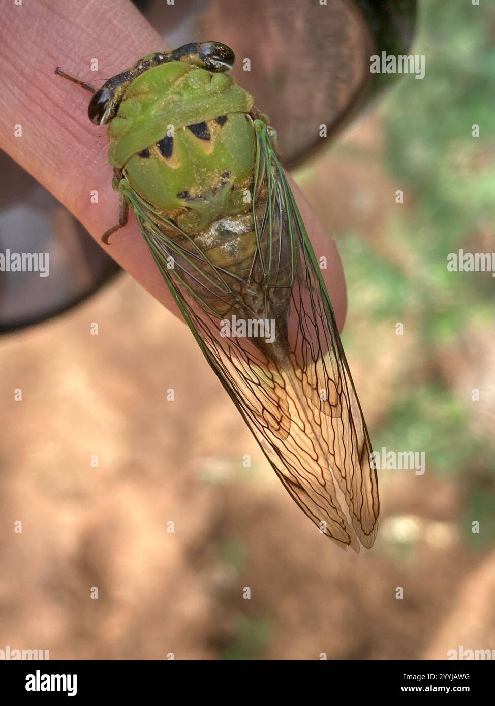 Superb Dog-day Cicada (Neotibicen superbus Stock Photo - Alamy