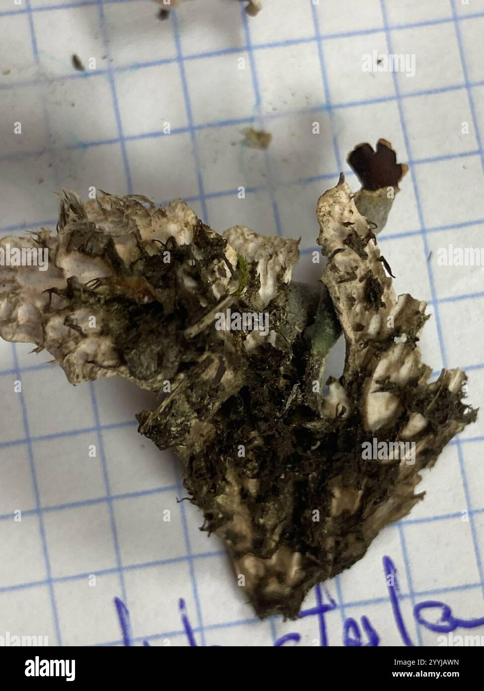 many-fruited pelt lichen (Peltigera polydactylon Stock Photo - Alamy