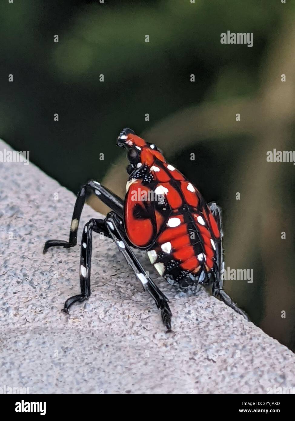 Spotted Lanternfly (Lycorma delicatula Stock Photo - Alamy