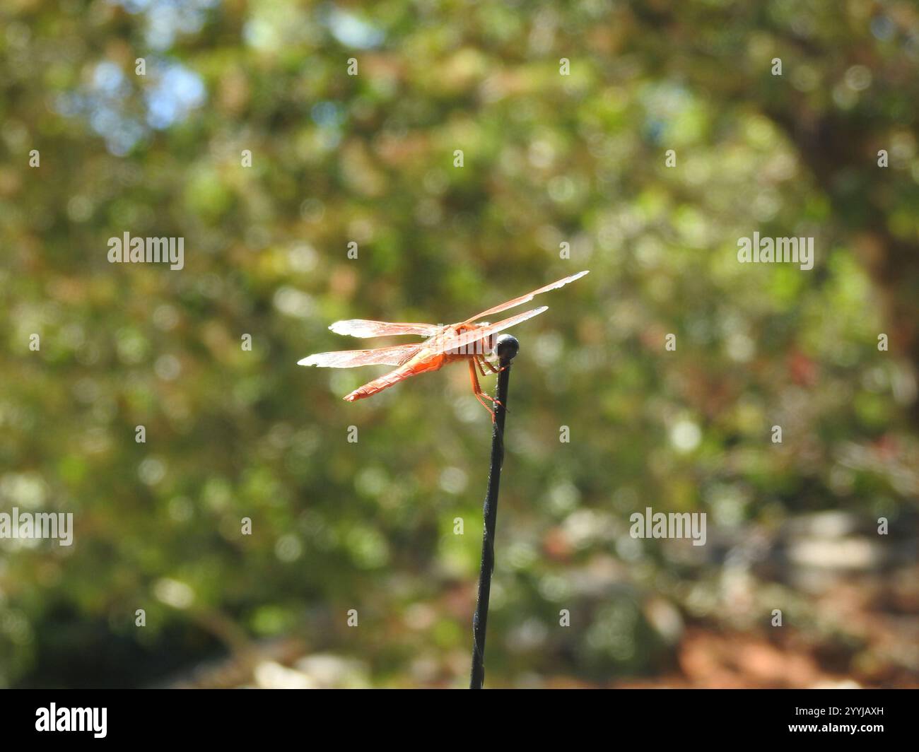 Flame Skimmer (Libellula saturata Stock Photo - Alamy