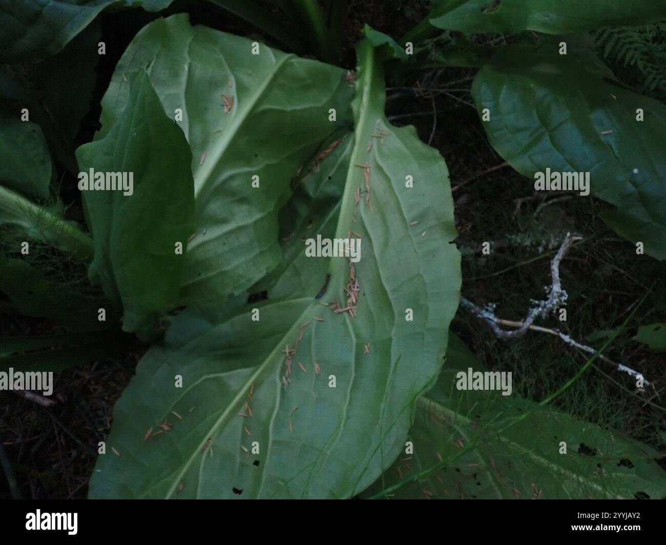 western skunk cabbage (Lysichiton americanus Stock Photo - Alamy
