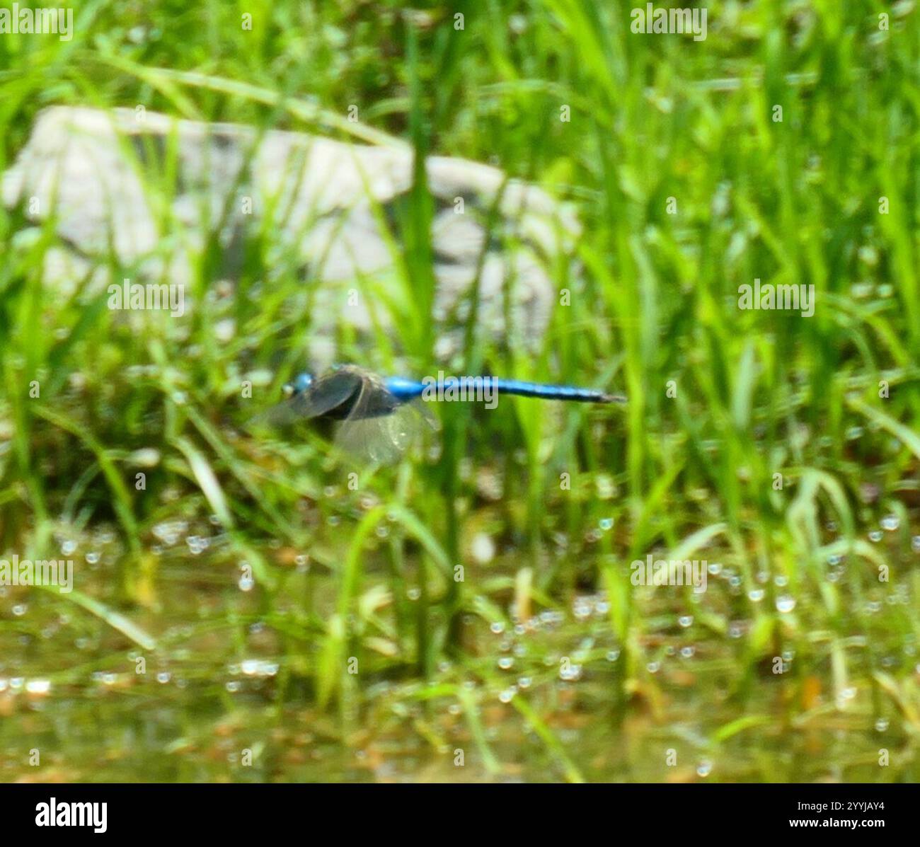 Blue Emperor (Anax imperator Stock Photo - Alamy