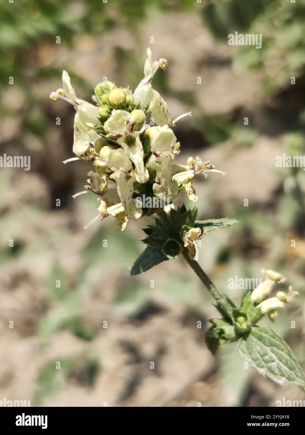 (Stachys recta recta Stock Photo - Alamy