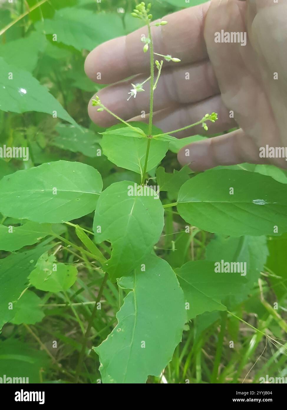 broadleaf enchanter's nightshade (Circaea canadensis Stock Photo - Alamy