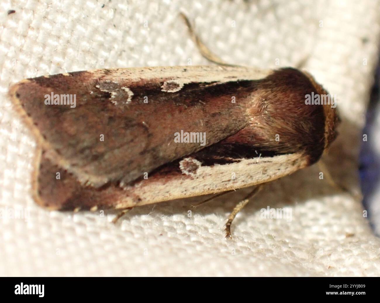 Flame Shoulder Moth (Ochropleura plecta Stock Photo - Alamy