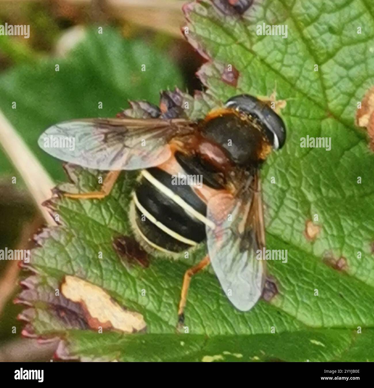 Eristalis cryptarum hi-res stock photography and images - Alamy
