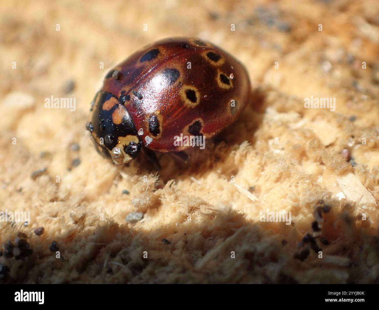 Eye-spotted Lady Beetle (Anatis mali Stock Photo - Alamy