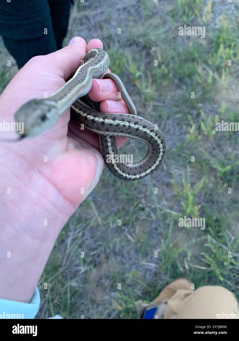 Western Terrestrial Garter Snake (Thamnophis elegans Stock Photo - Alamy