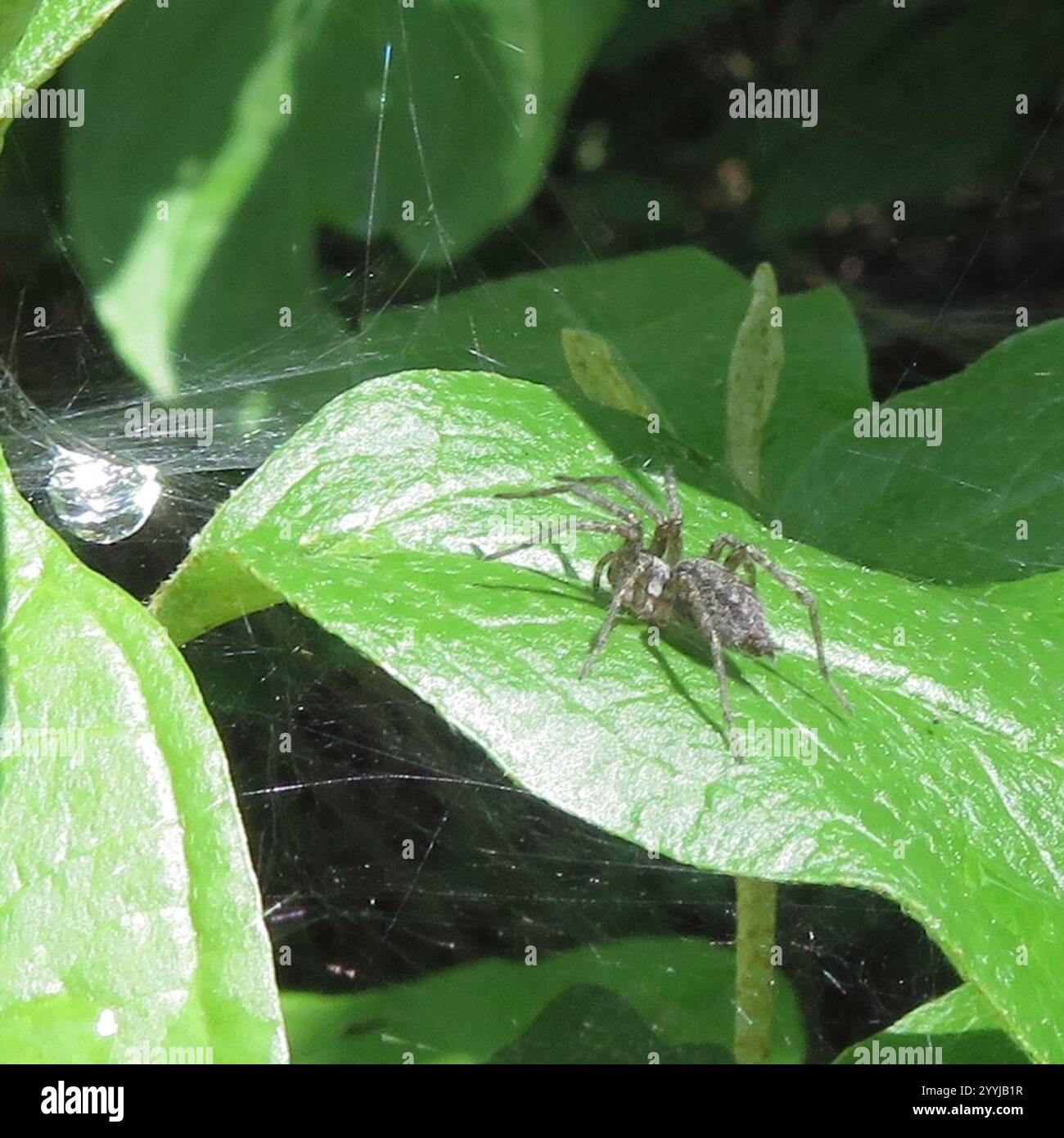 Grass Spiders (Agelenopsis Stock Photo - Alamy