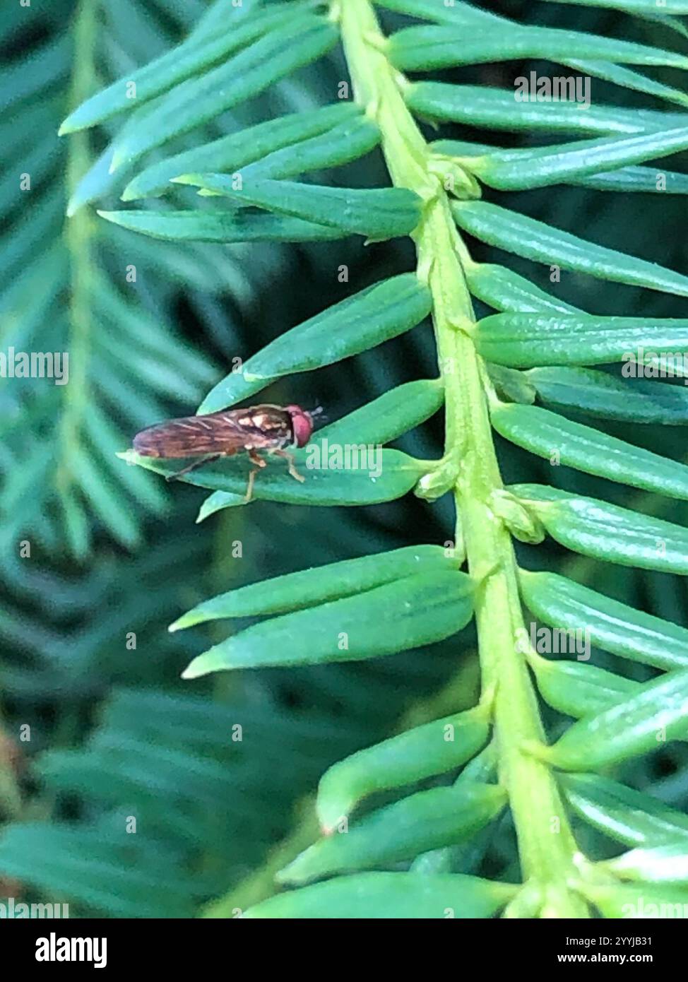 Typical Hover Flies (Syrphinae Stock Photo - Alamy
