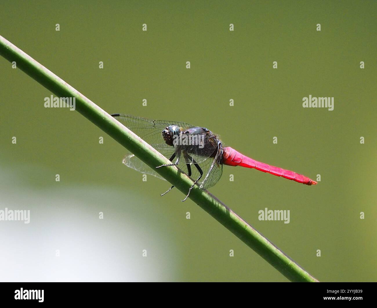 Common Red Skimmer (Orthetrum pruinosum neglectum Stock Photo - Alamy