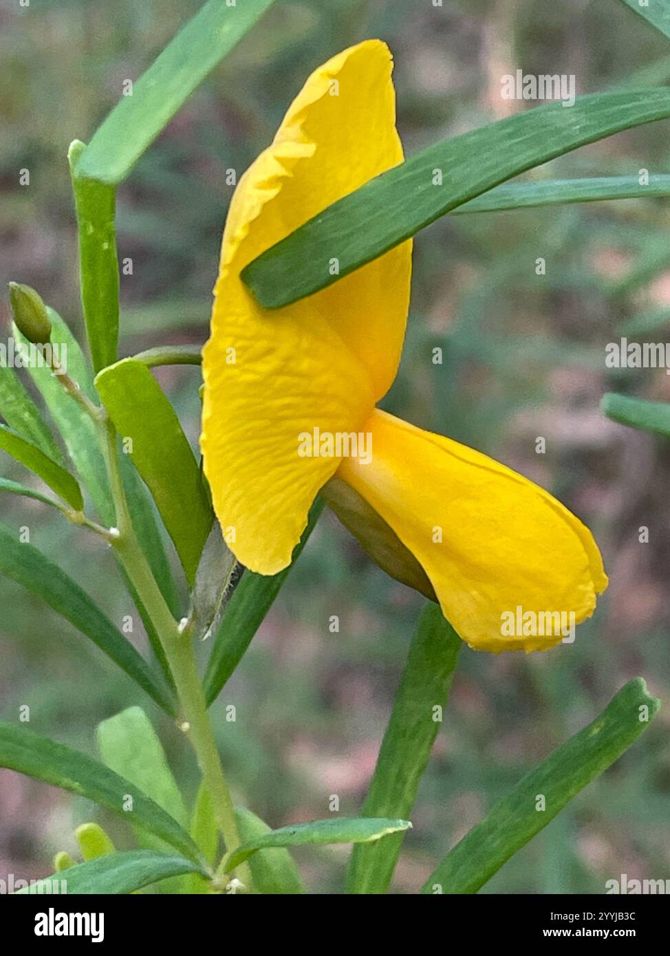 Golden Glory Pea (Gompholobium latifolium Stock Photo - Alamy