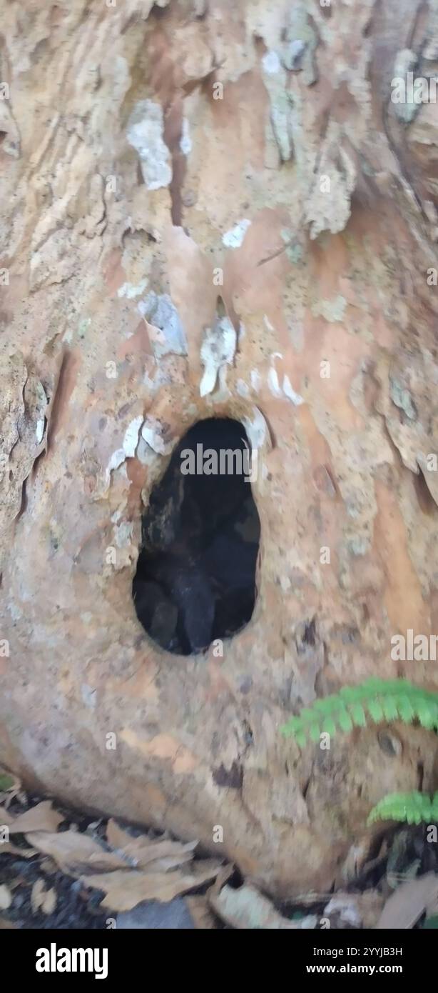 myrtle family (Myrtaceae Stock Photo - Alamy