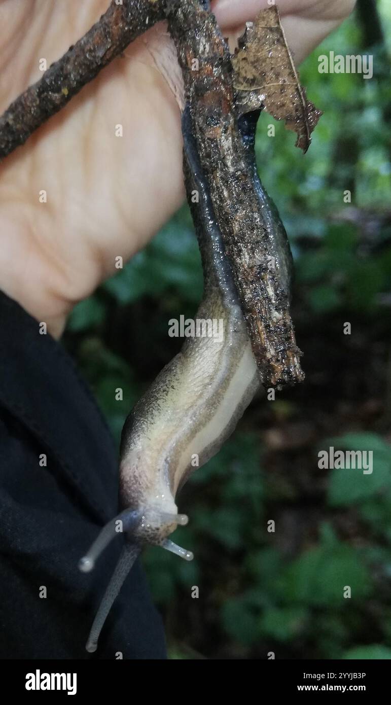 Ash-black Slug (Limax cinereoniger Stock Photo - Alamy