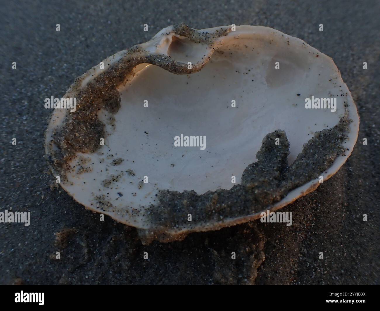 Tresus hi-res stock photography and images - Alamy