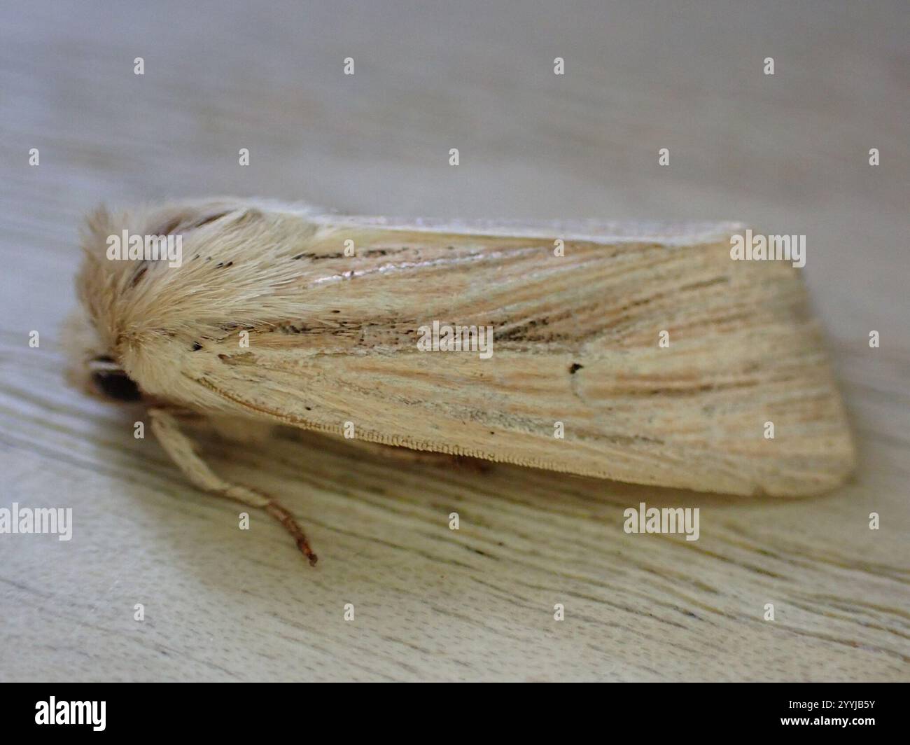 Smoky wainscot hi-res stock photography and images - Alamy