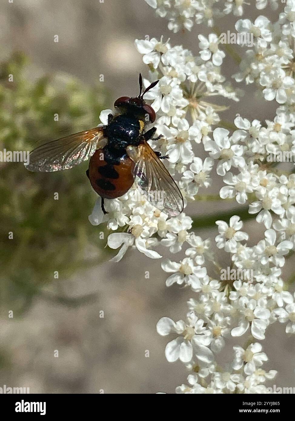 Ladybird Fly (Gymnosoma rotundatum Stock Photo - Alamy