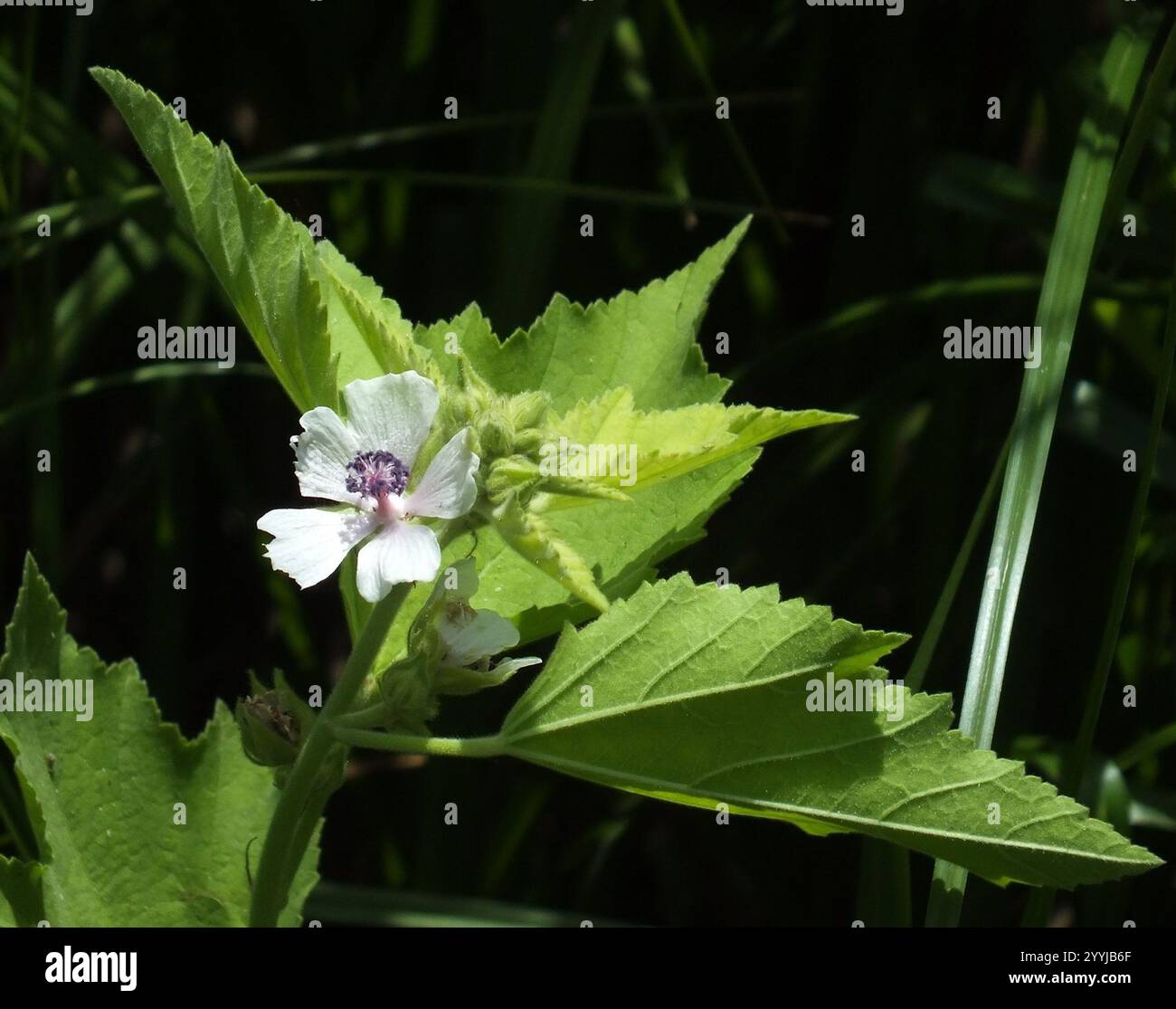 marsh mallow (Althaea officinalis Stock Photo - Alamy