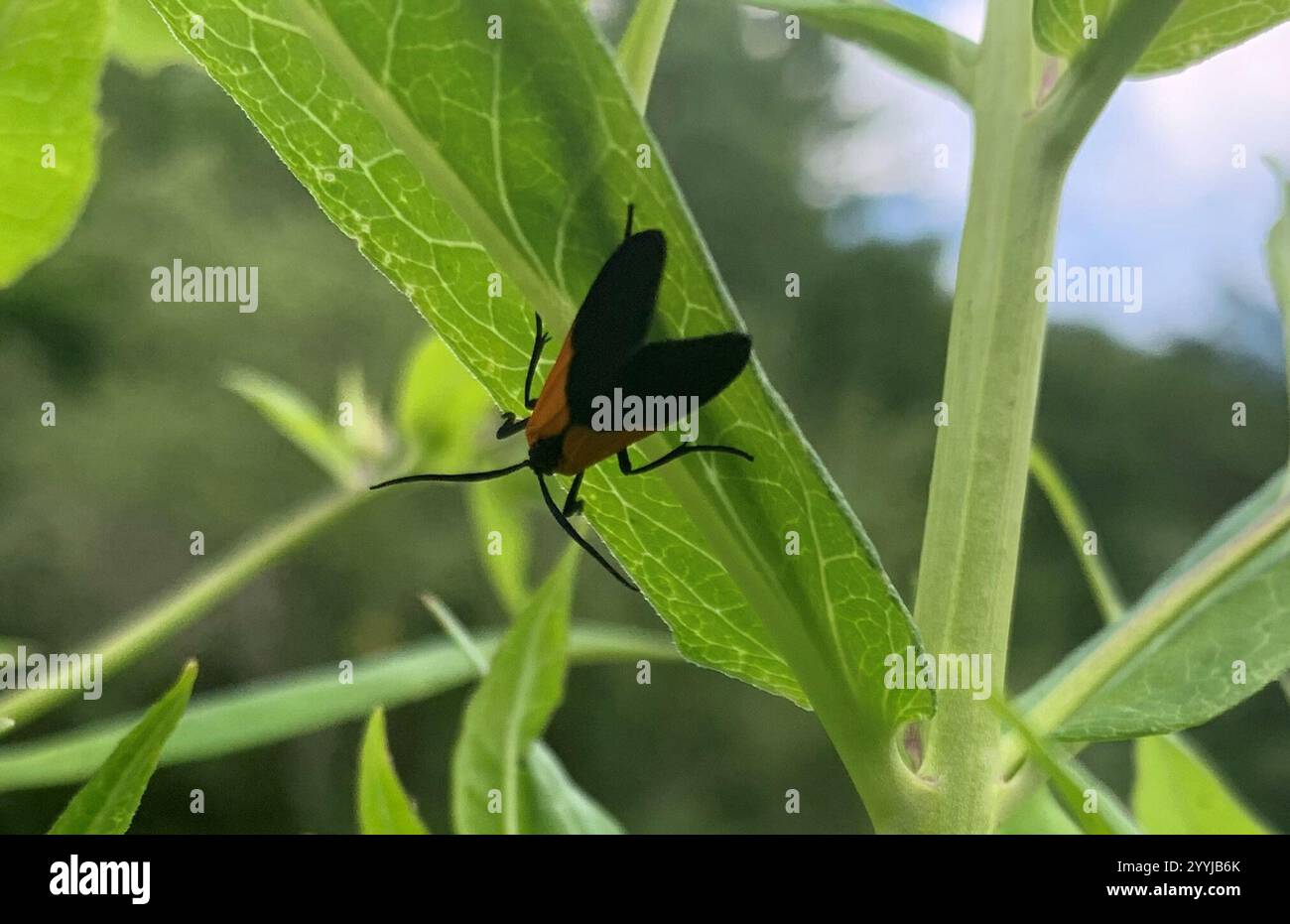 Lycomorpha hi-res stock photography and images - Alamy