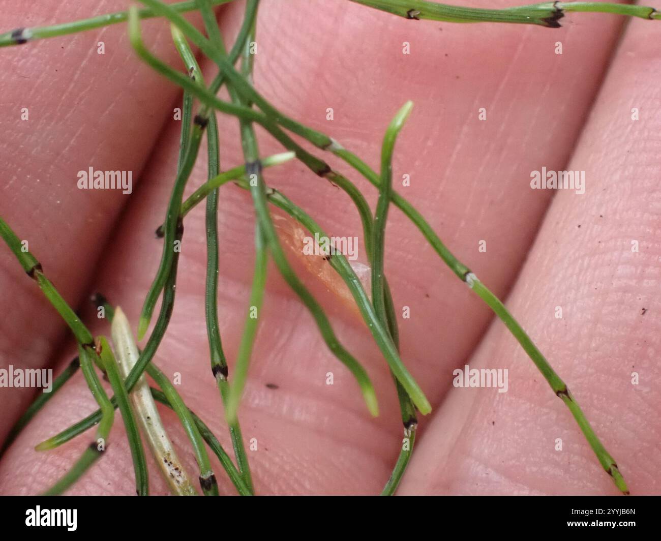 dwarf horsetail (Equisetum scirpoides Stock Photo - Alamy