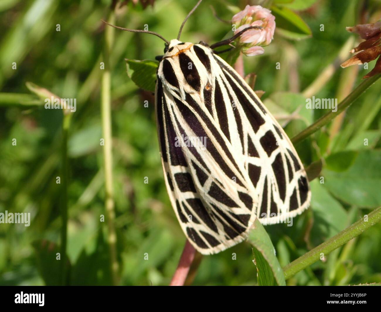 Virgin Tiger Moth (Apantesis virgo Stock Photo - Alamy