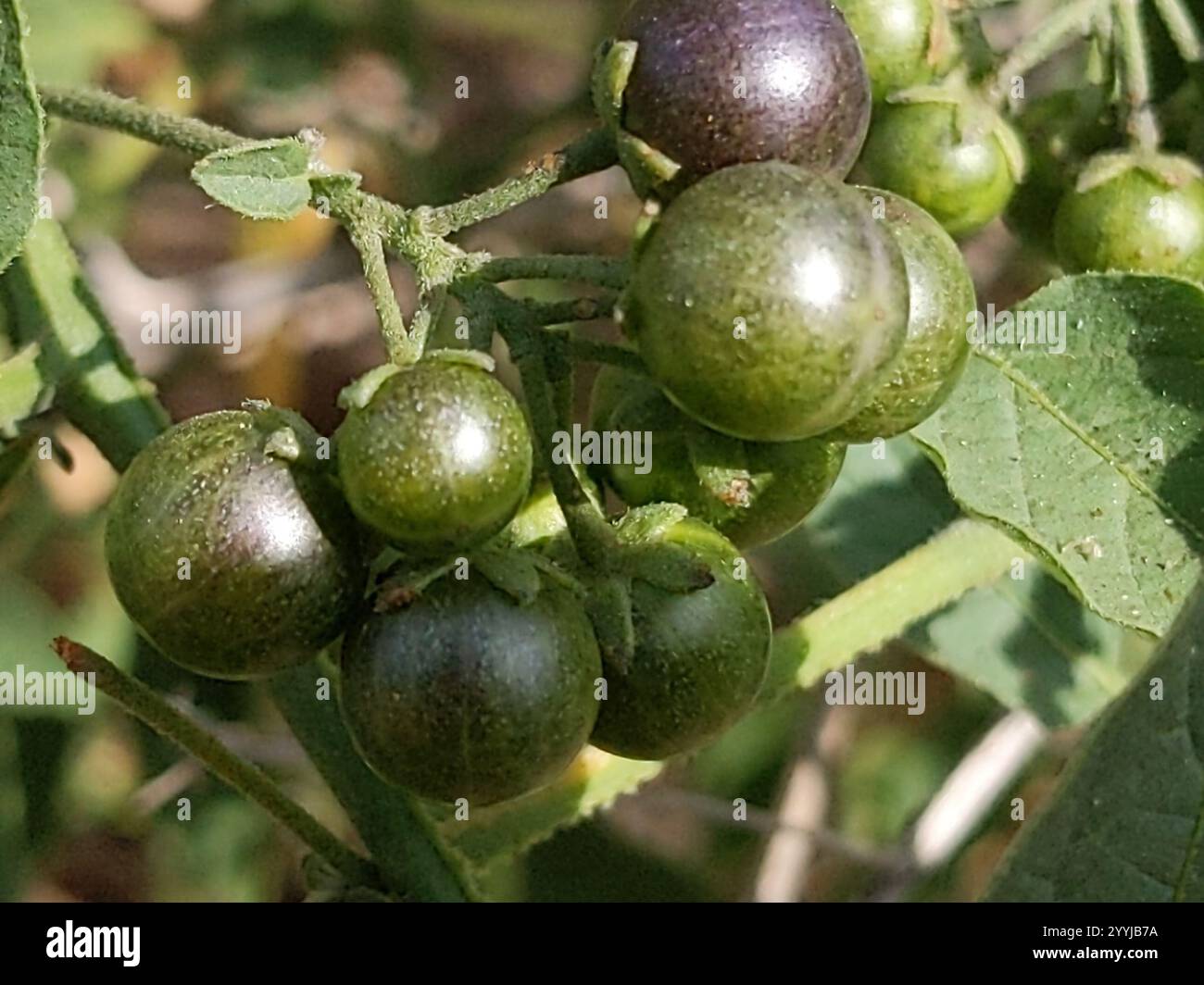 greenspot nightshade (Solanum douglasii Stock Photo - Alamy