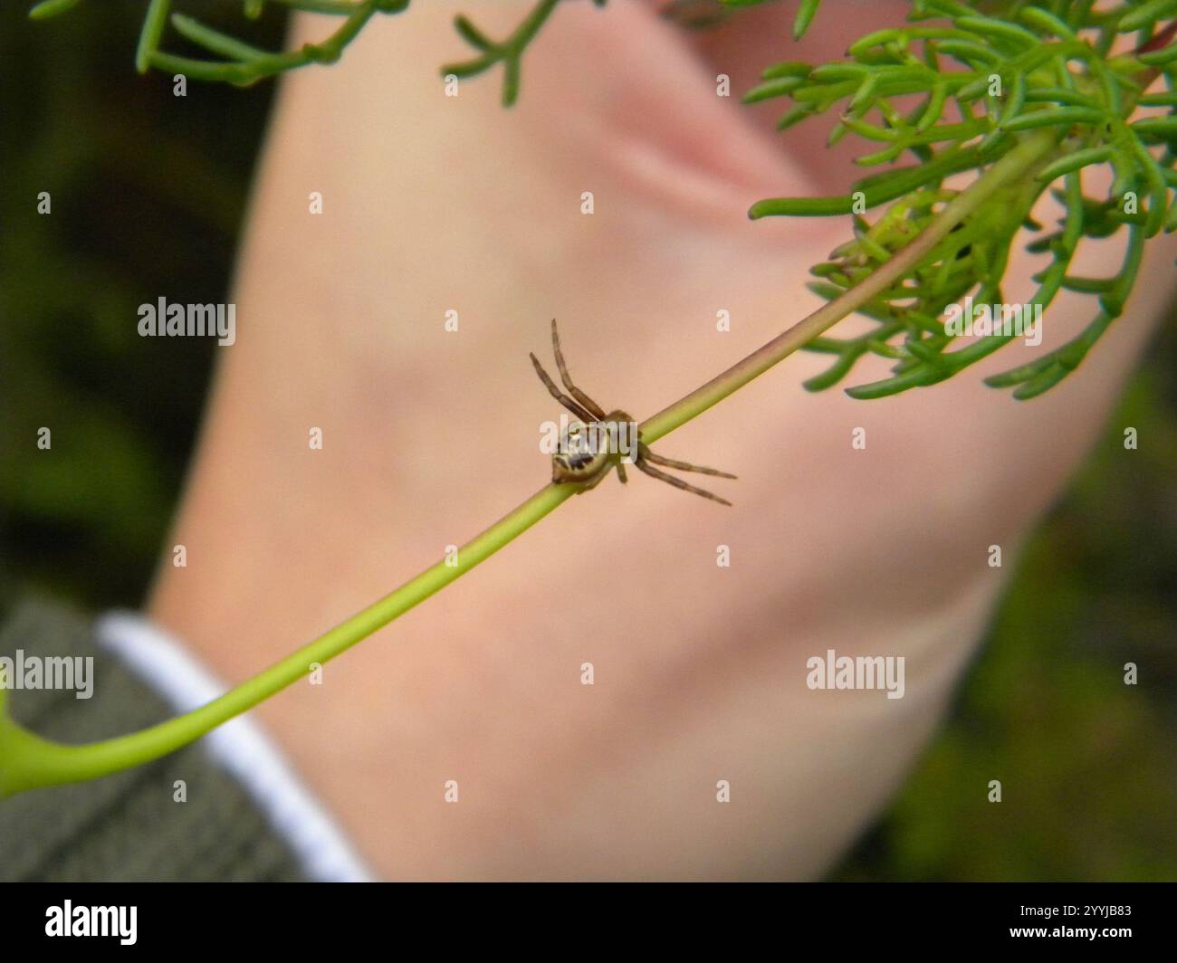 African mask spider hi-res stock photography and images - Alamy