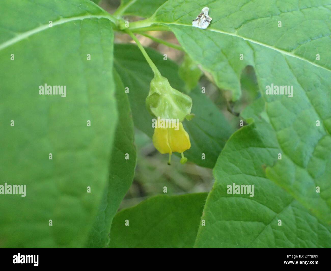 twinberry honeysuckle (Lonicera involucrata Stock Photo - Alamy