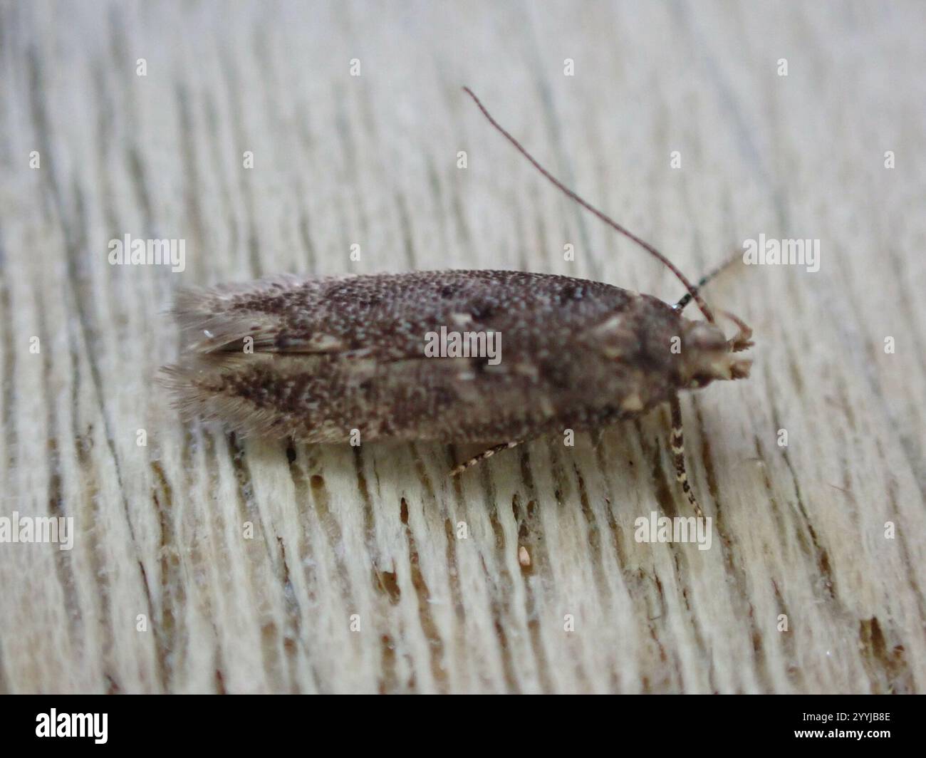 Dark Groundling (Bryotropha affinis Stock Photo - Alamy