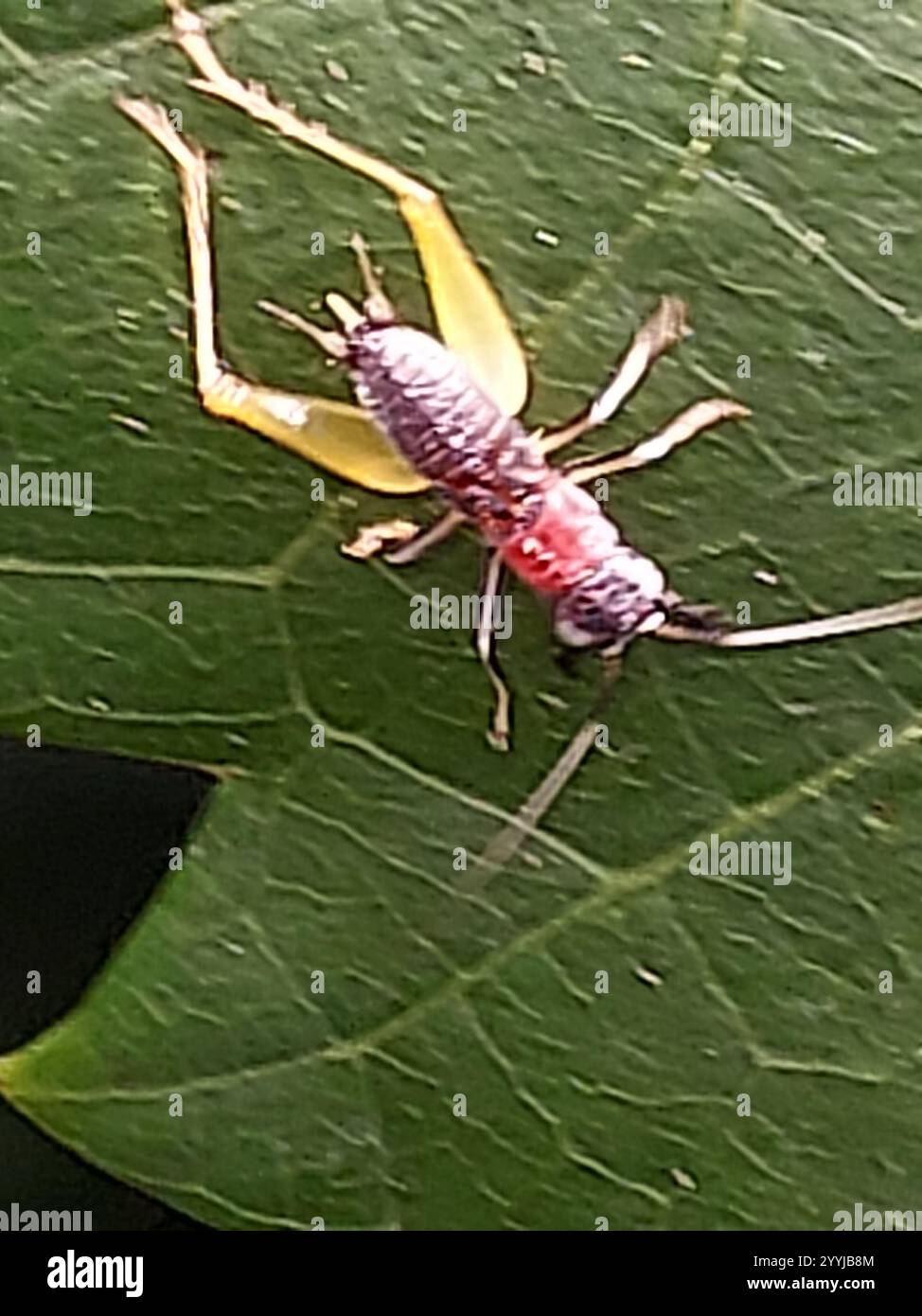 Red-headed Bush Cricket (Phyllopalpus pulchellus Stock Photo - Alamy