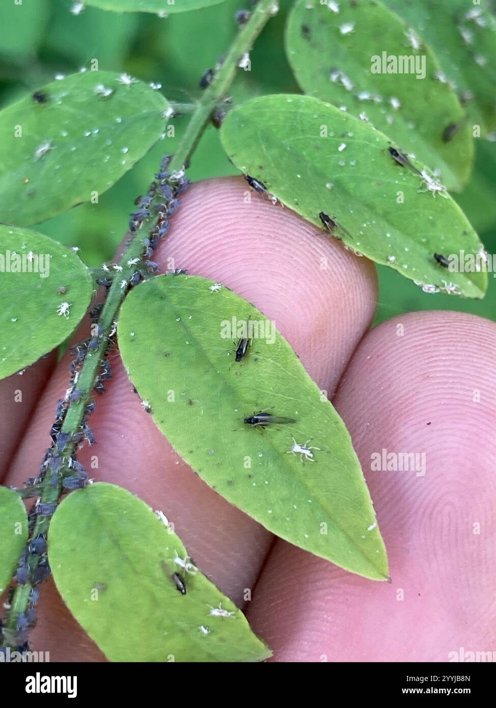 Aphis craccivora hi-res stock photography and images - Alamy