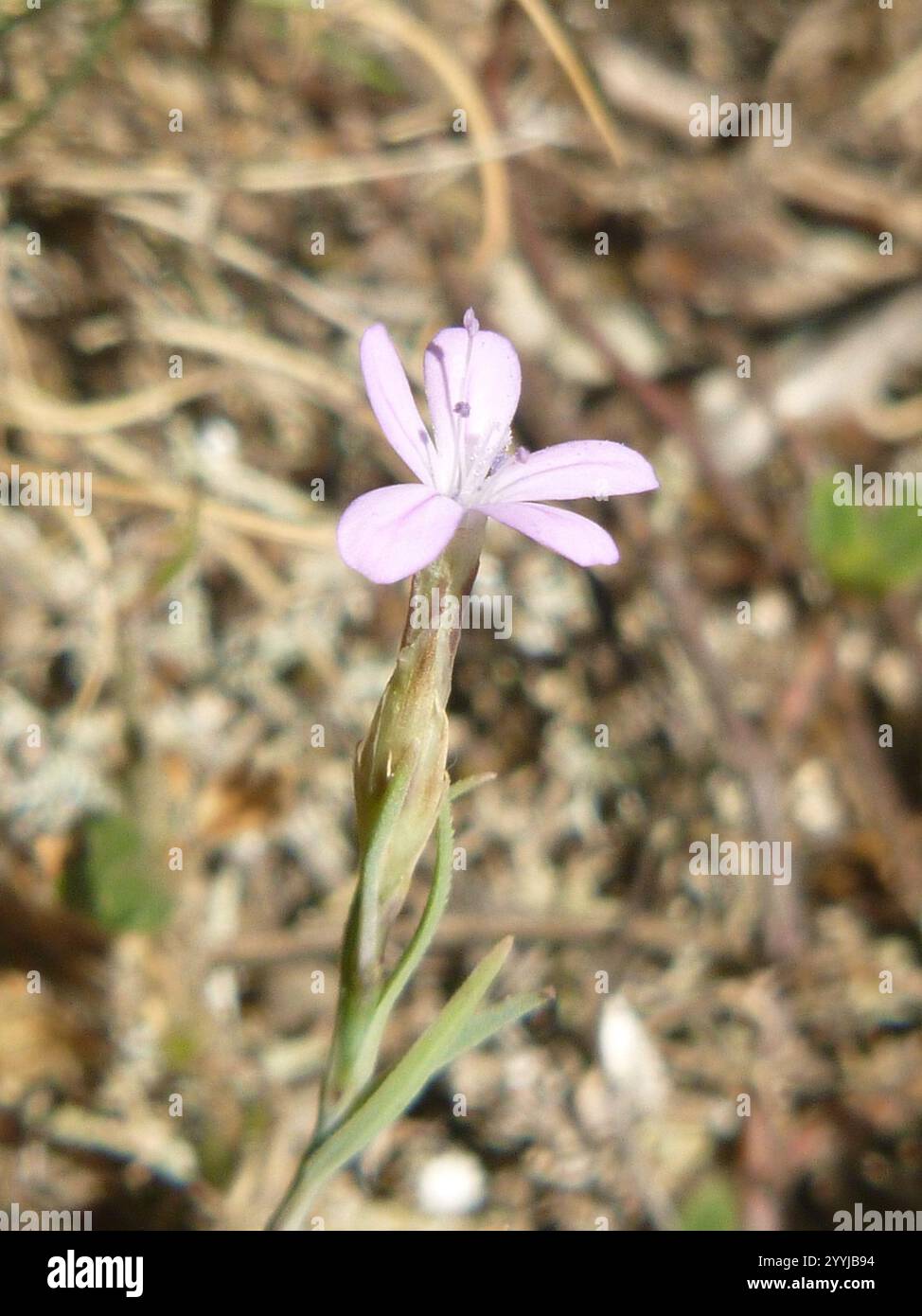 Proliferous Pink (Petrorhagia prolifera Stock Photo - Alamy