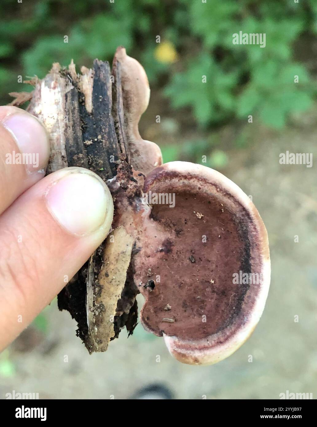 Nigroporus hi-res stock photography and images - Alamy