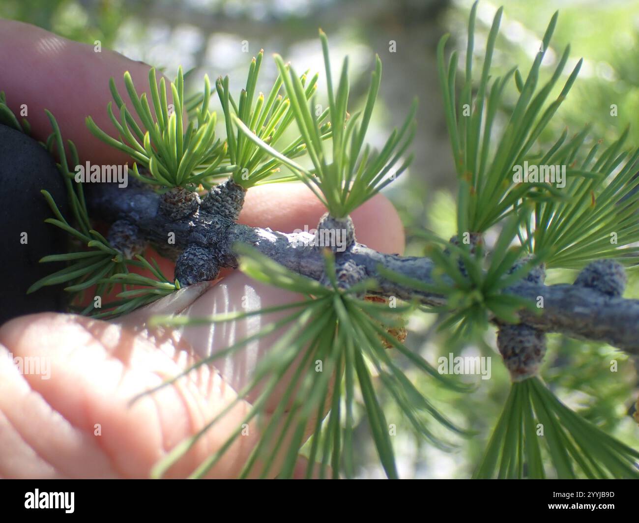 subalpine larch (Larix lyallii Stock Photo - Alamy