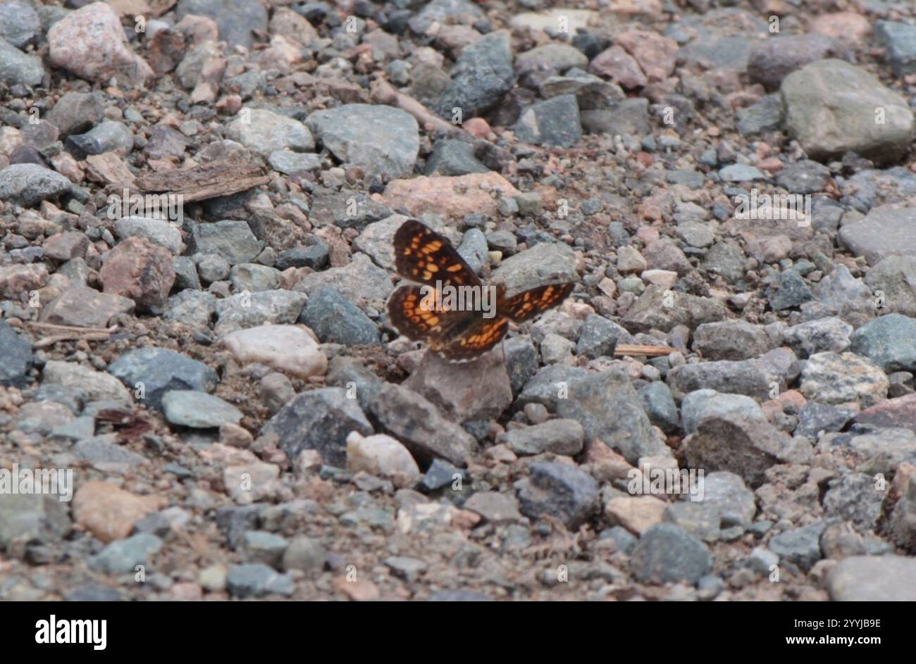 Field Crescent (Phyciodes pulchella Stock Photo - Alamy