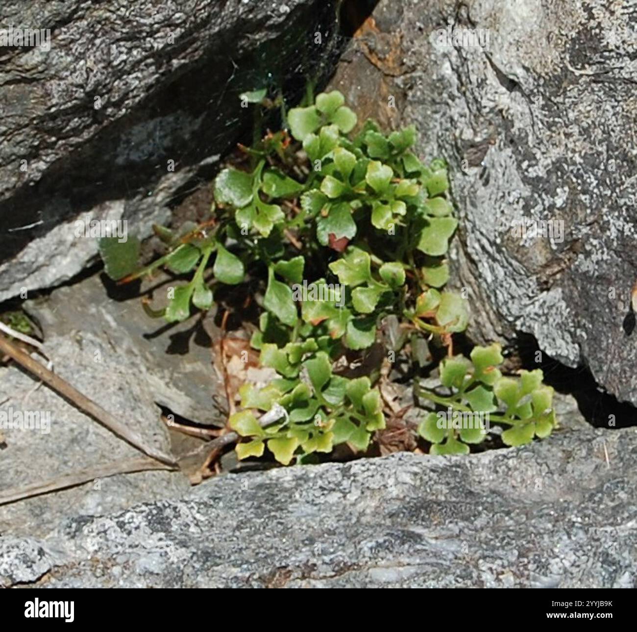 wall-rue (Asplenium ruta-muraria Stock Photo - Alamy