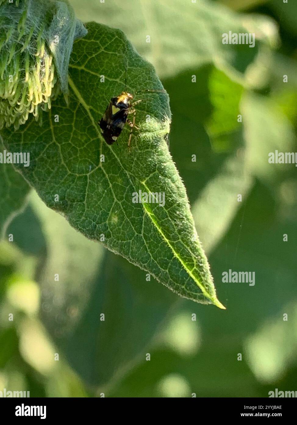 Three Spotted Nettle Bug (Liocoris tripustulatus Stock Photo - Alamy