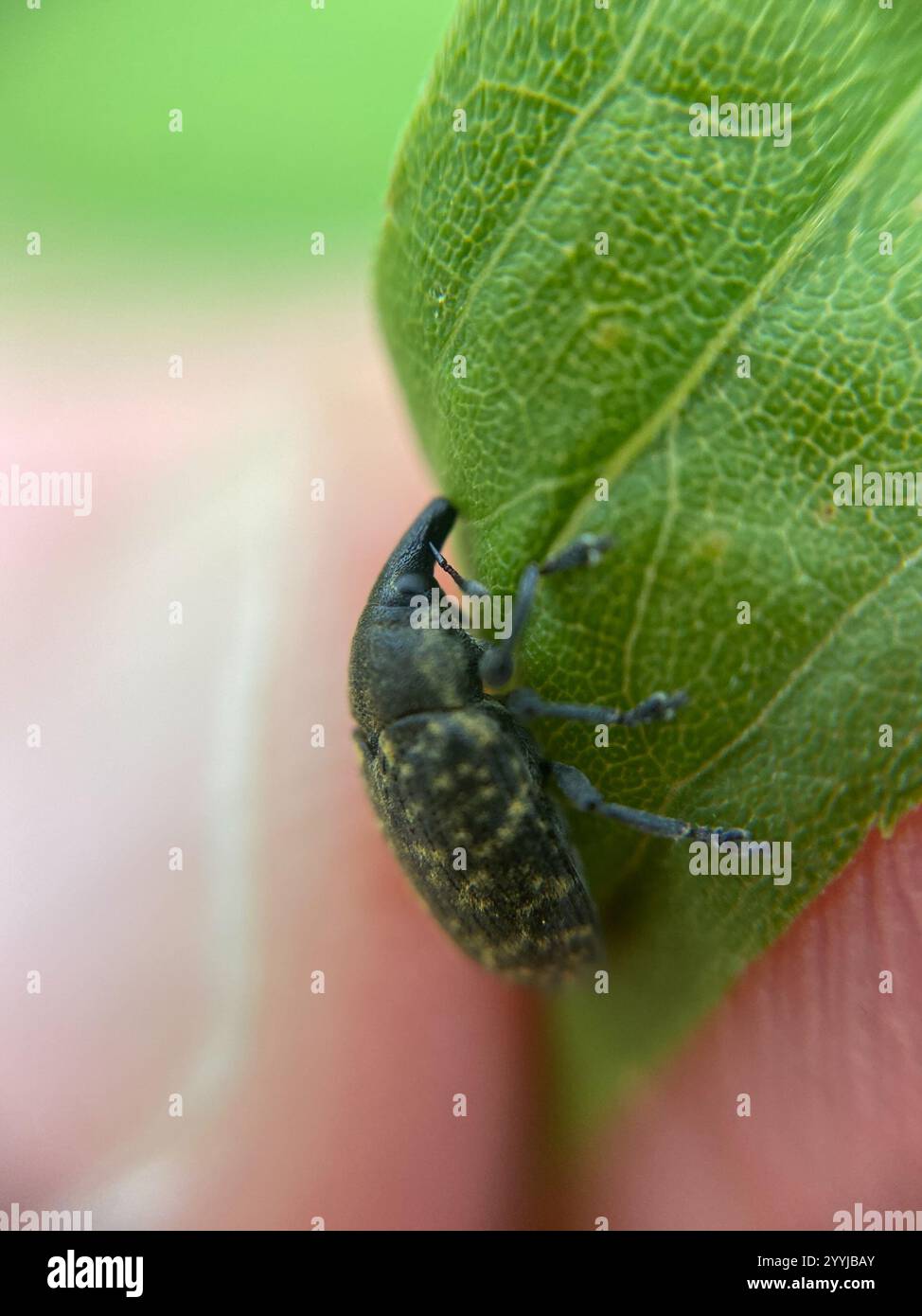 Turbine Cylindrical Weevil (Larinus turbinatus Stock Photo - Alamy