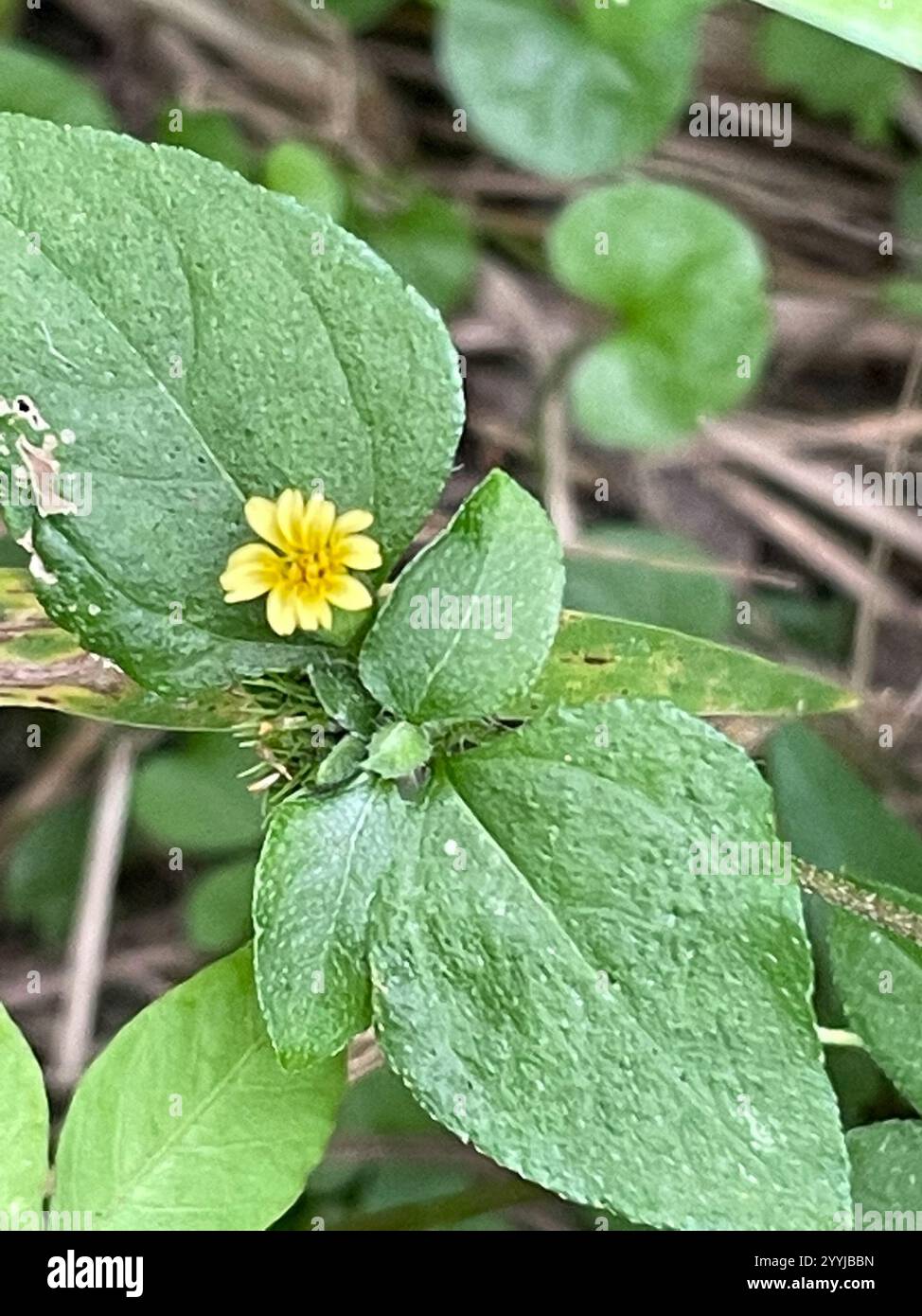 straggler daisy (Calyptocarpus vialis Stock Photo - Alamy