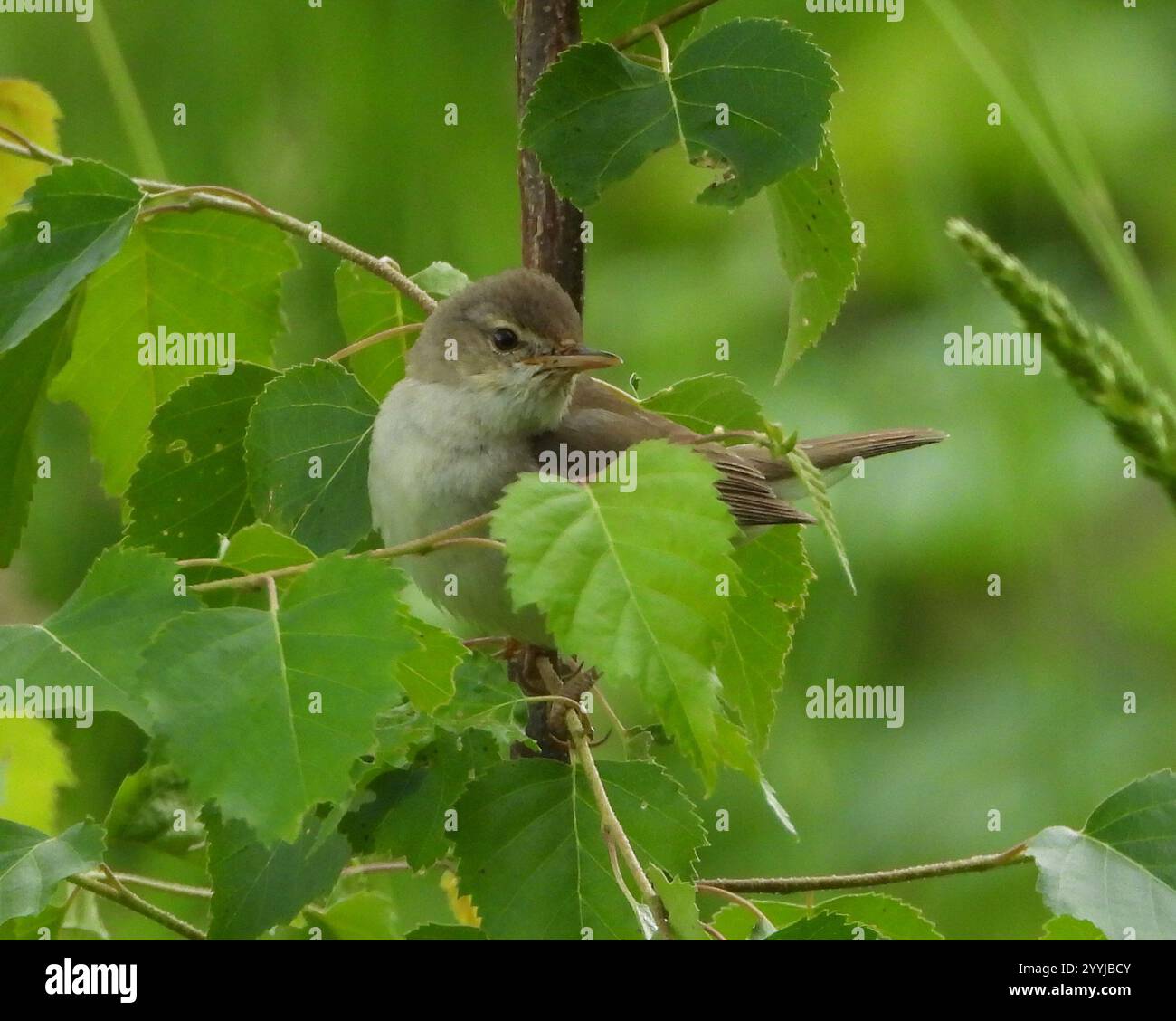 Blyth's Reed Warbler (Acrocephalus dumetorum Stock Photo - Alamy