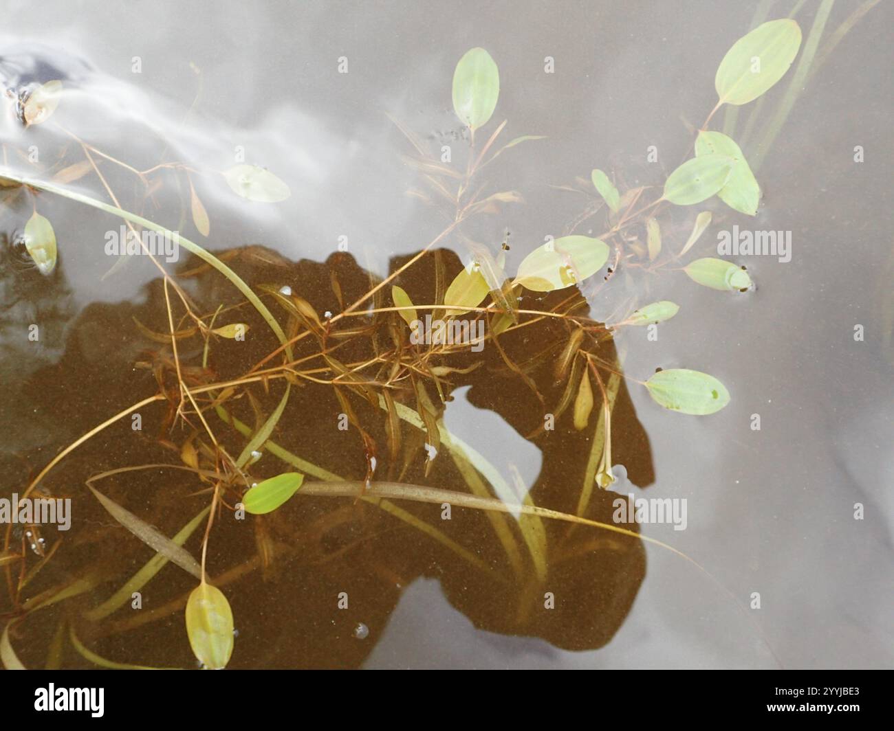 Grass leaved pondweed hi-res stock photography and images - Alamy
