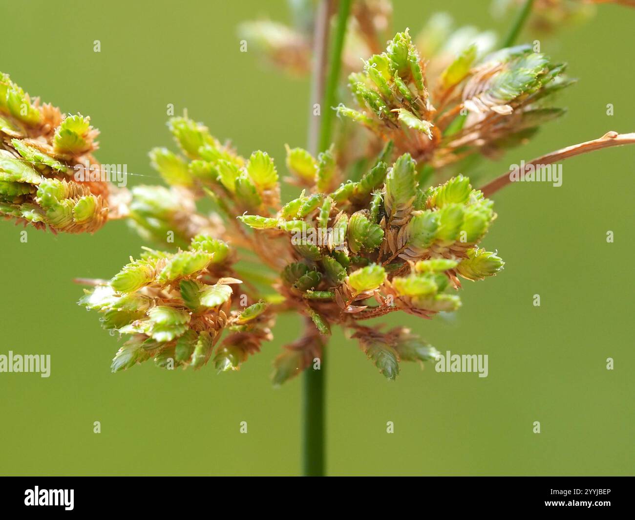 tropical flatsedge (Cyperus surinamensis Stock Photo - Alamy