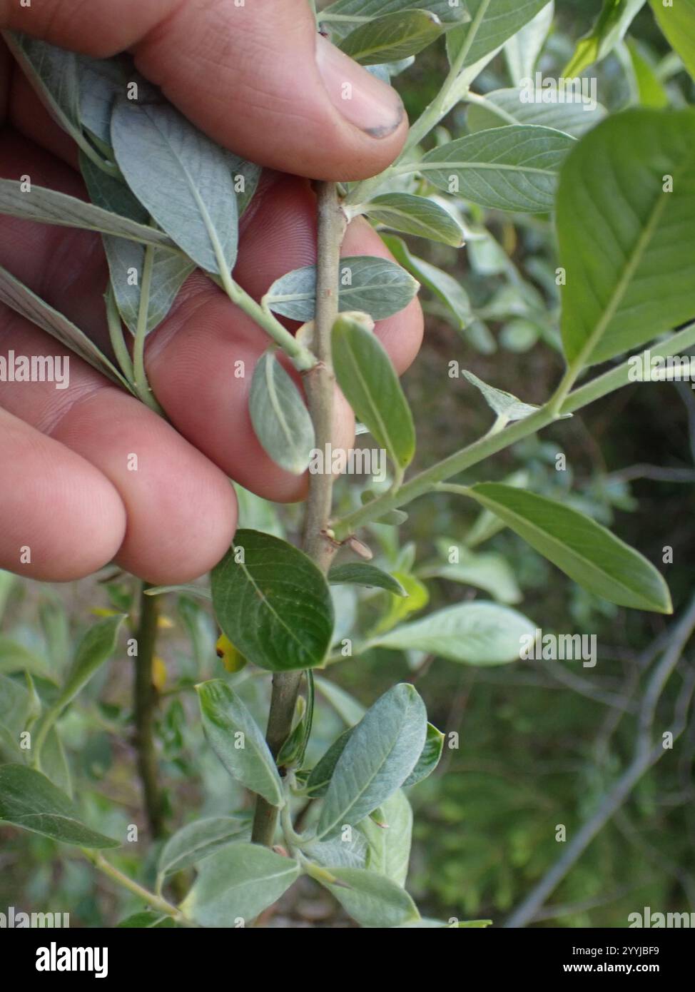Sitka willow (Salix sitchensis Stock Photo - Alamy