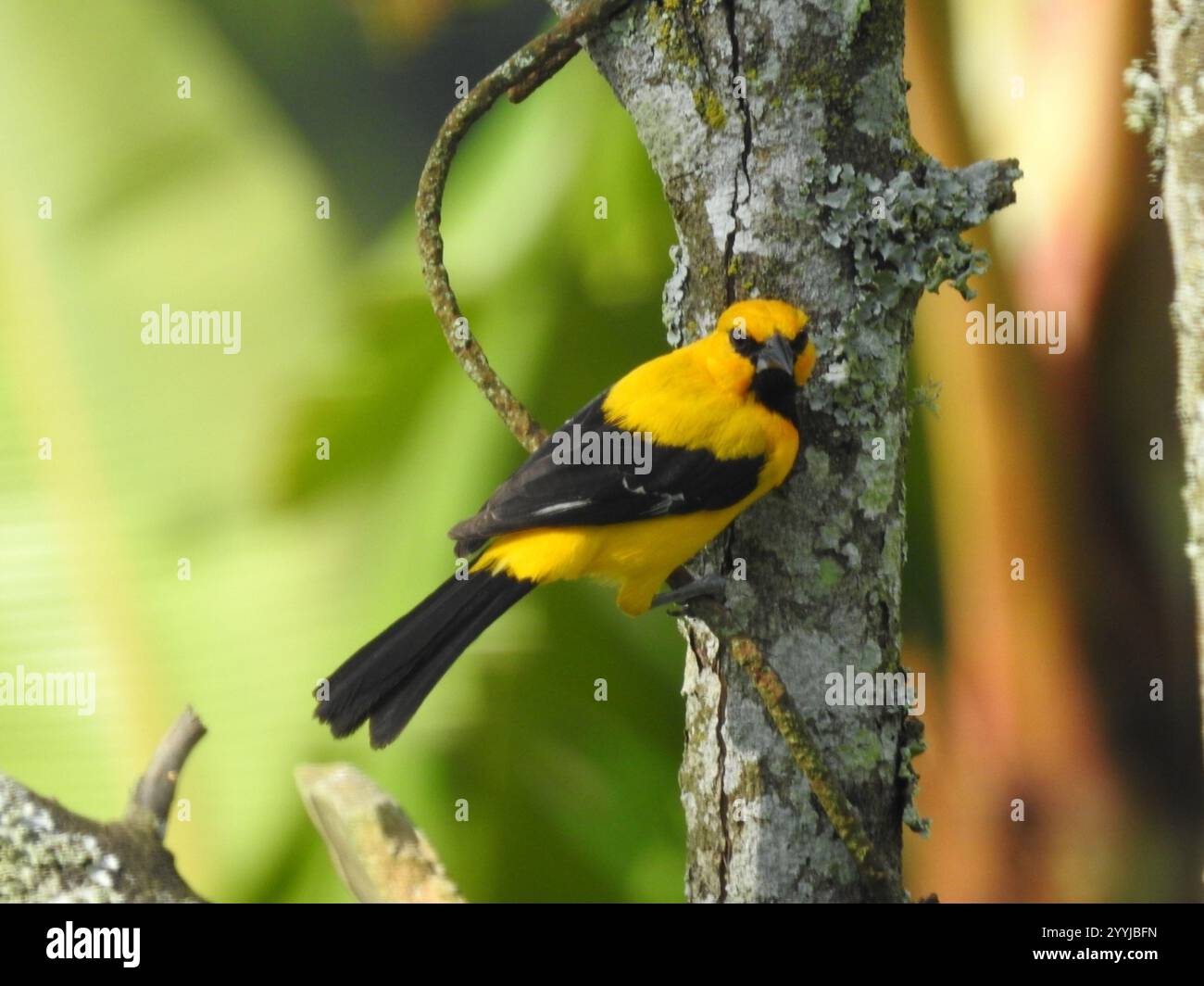 Yellow Oriole (Icterus nigrogularis Stock Photo - Alamy