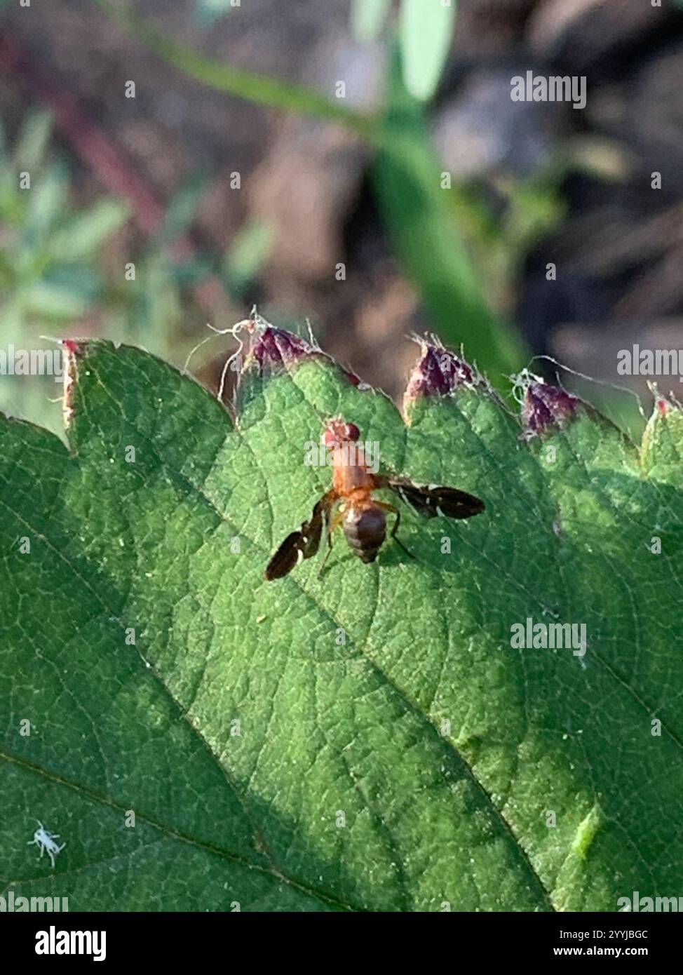 Common Picture-winged Fly (Delphinia picta Stock Photo - Alamy
