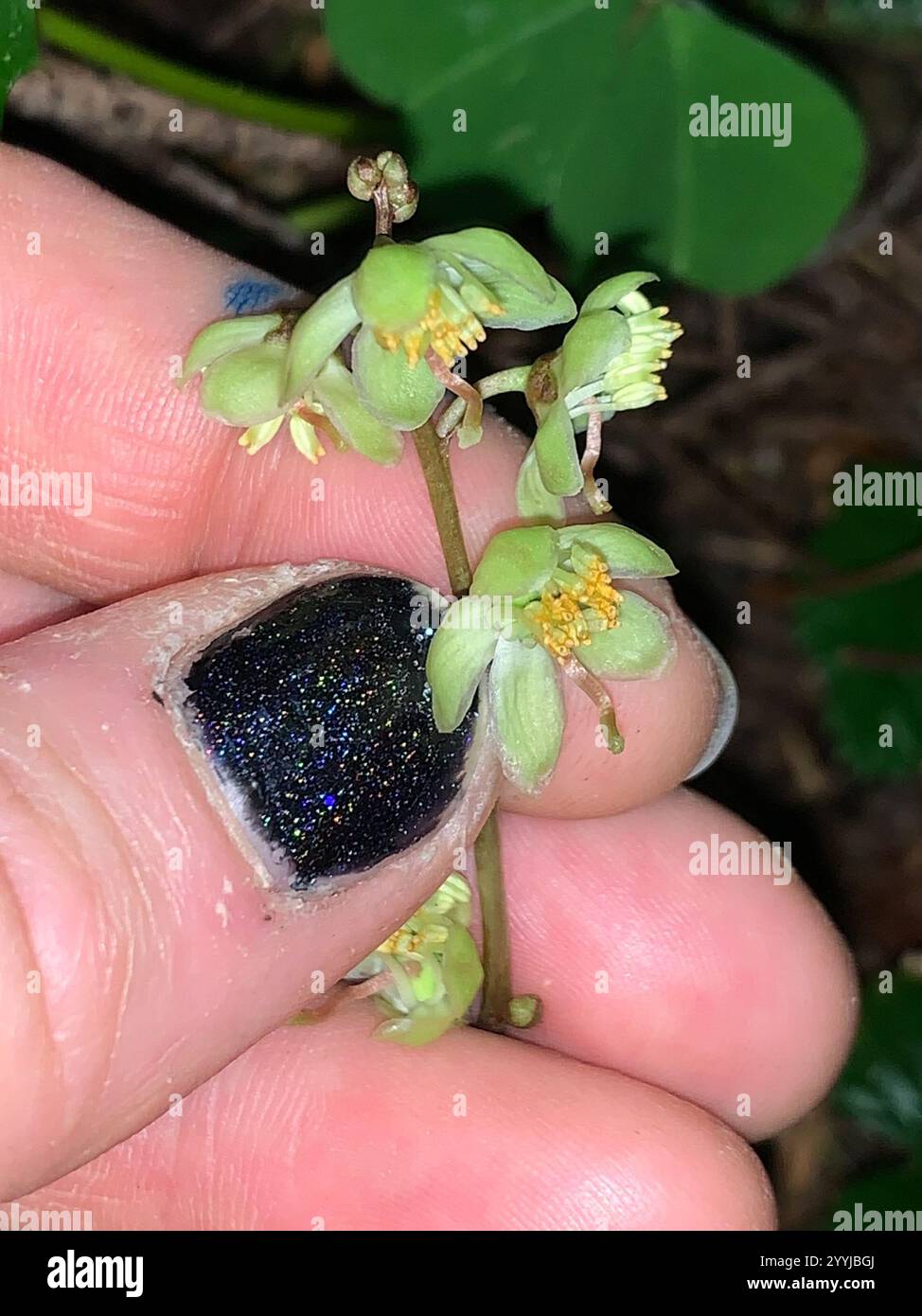 white-veined wintergreen (Pyrola picta Stock Photo - Alamy