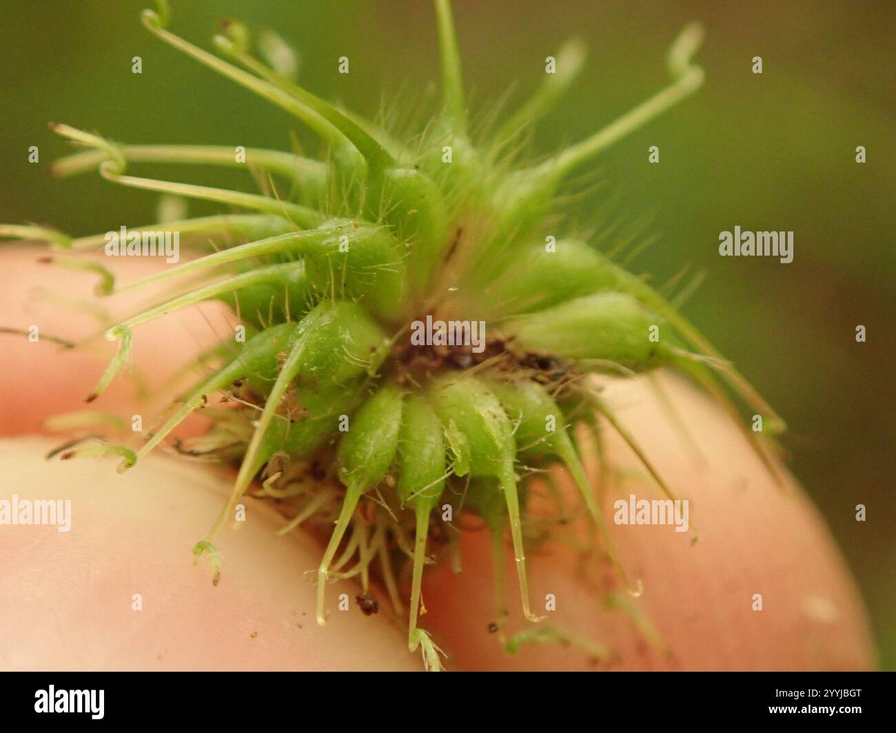 Raspberry Fruitworm Beetle (Byturus unicolor Stock Photo - Alamy
