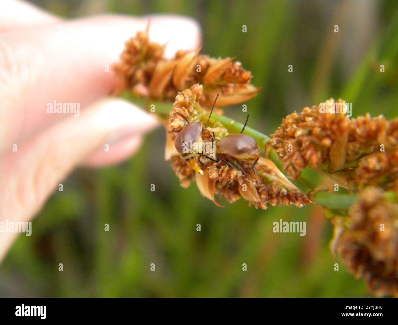 Swollen Restio Beetles (Pseudorupilia Stock Photo - Alamy